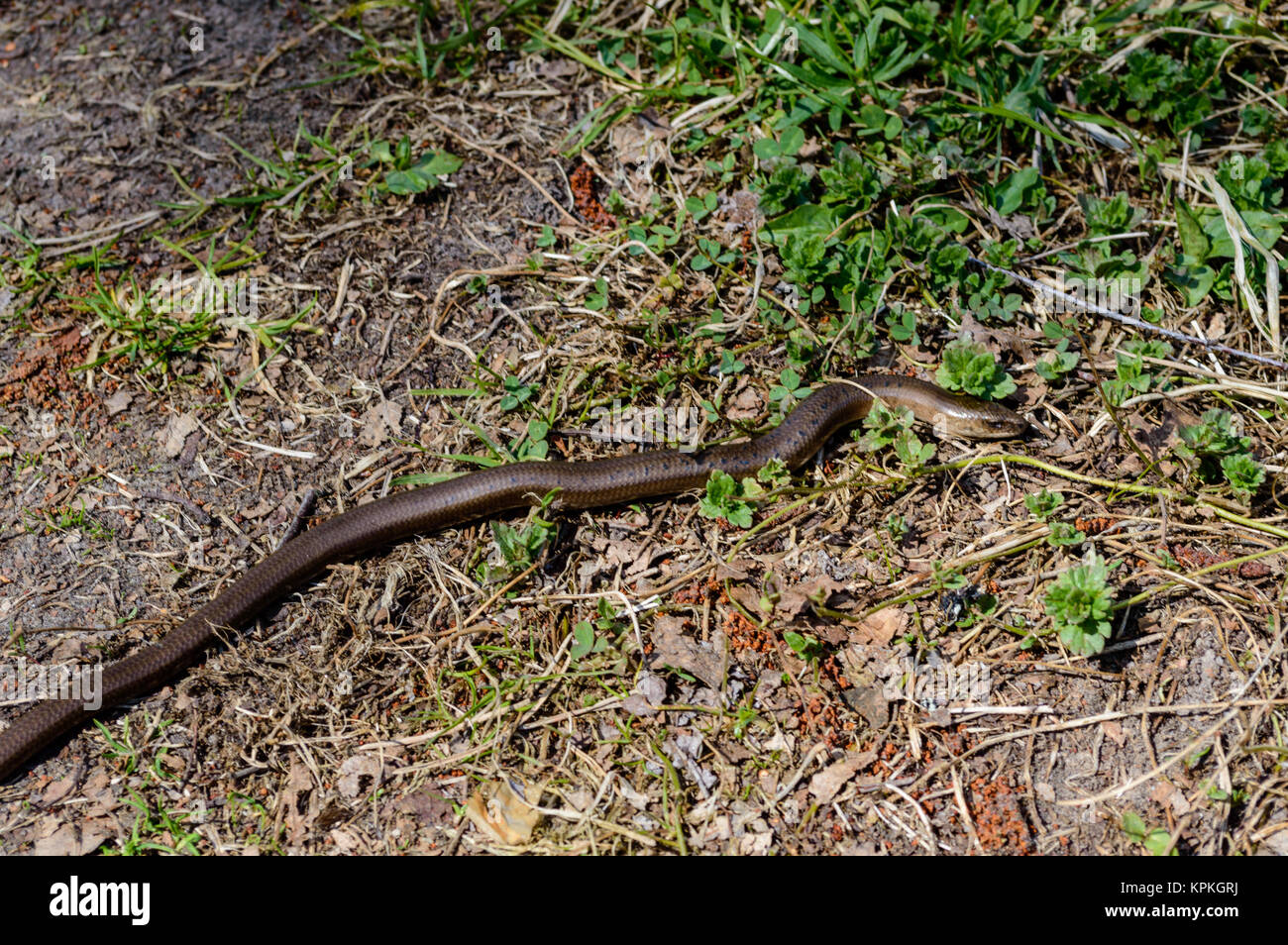 brown snake on the ground. natural environmental detail view in latvia ...