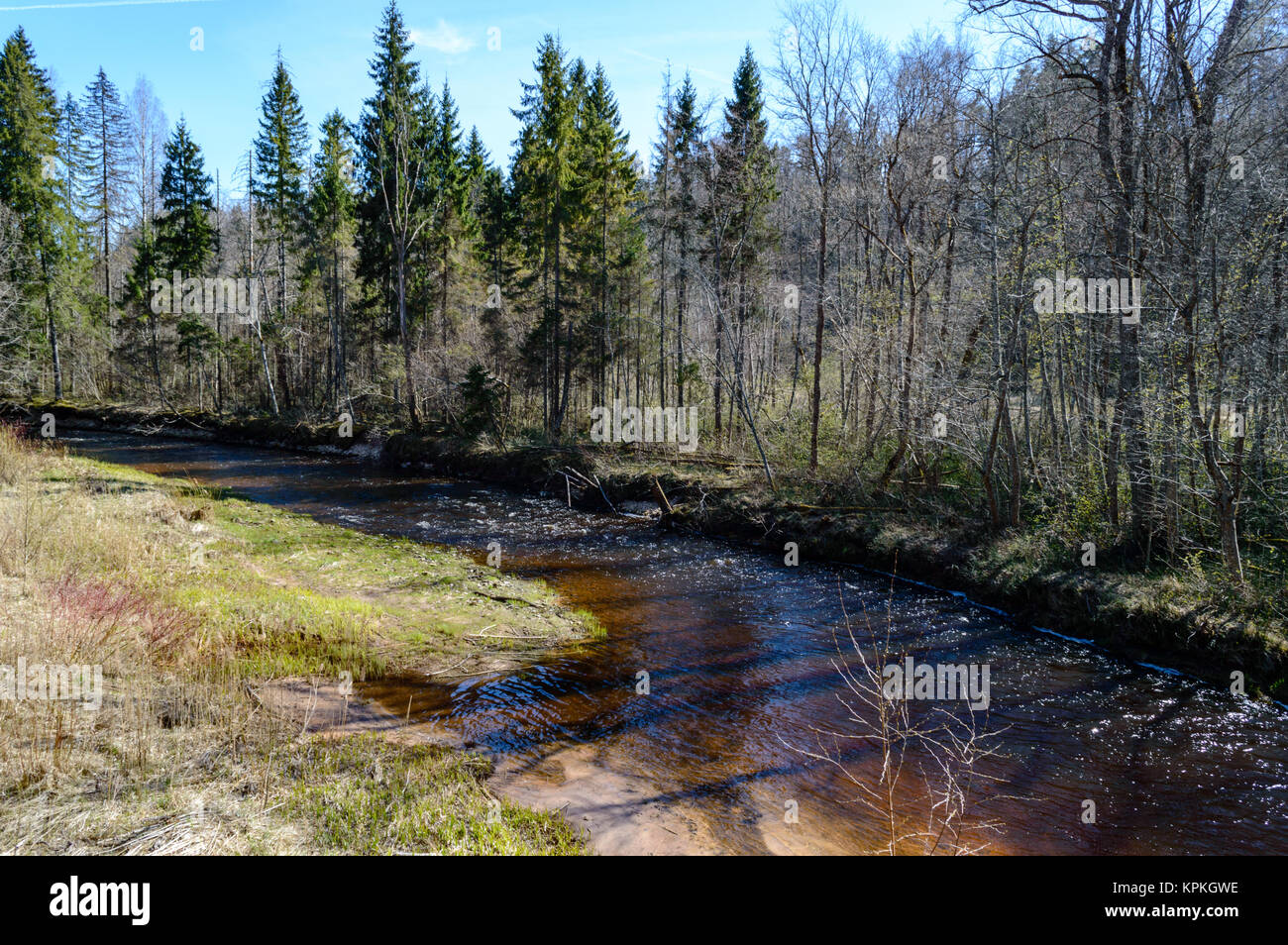 forest river in spring. natural environmental detail view in latvia ...