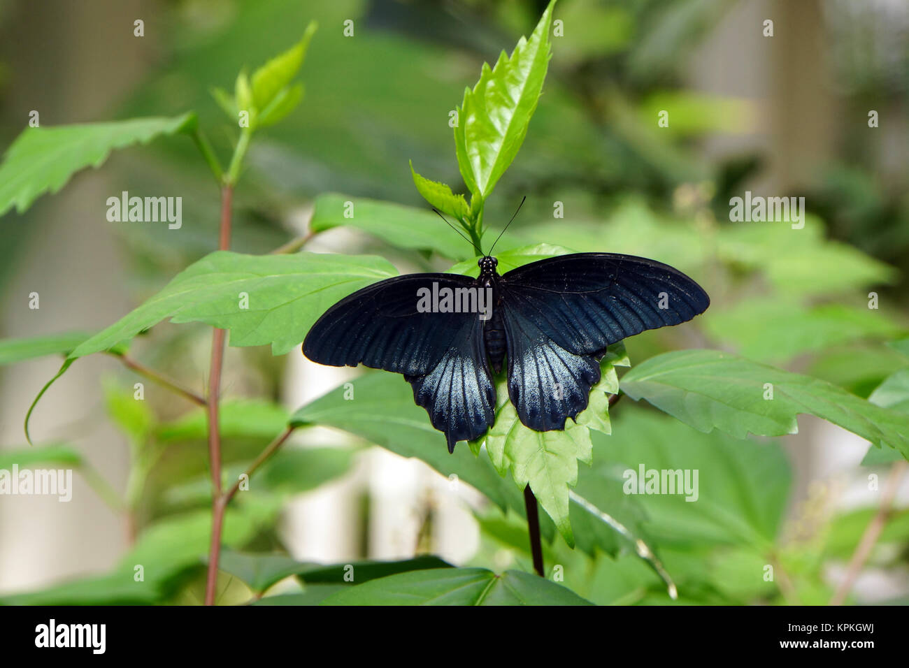 grosser mormon butterfly - papilio memnon Stock Photo - Alamy