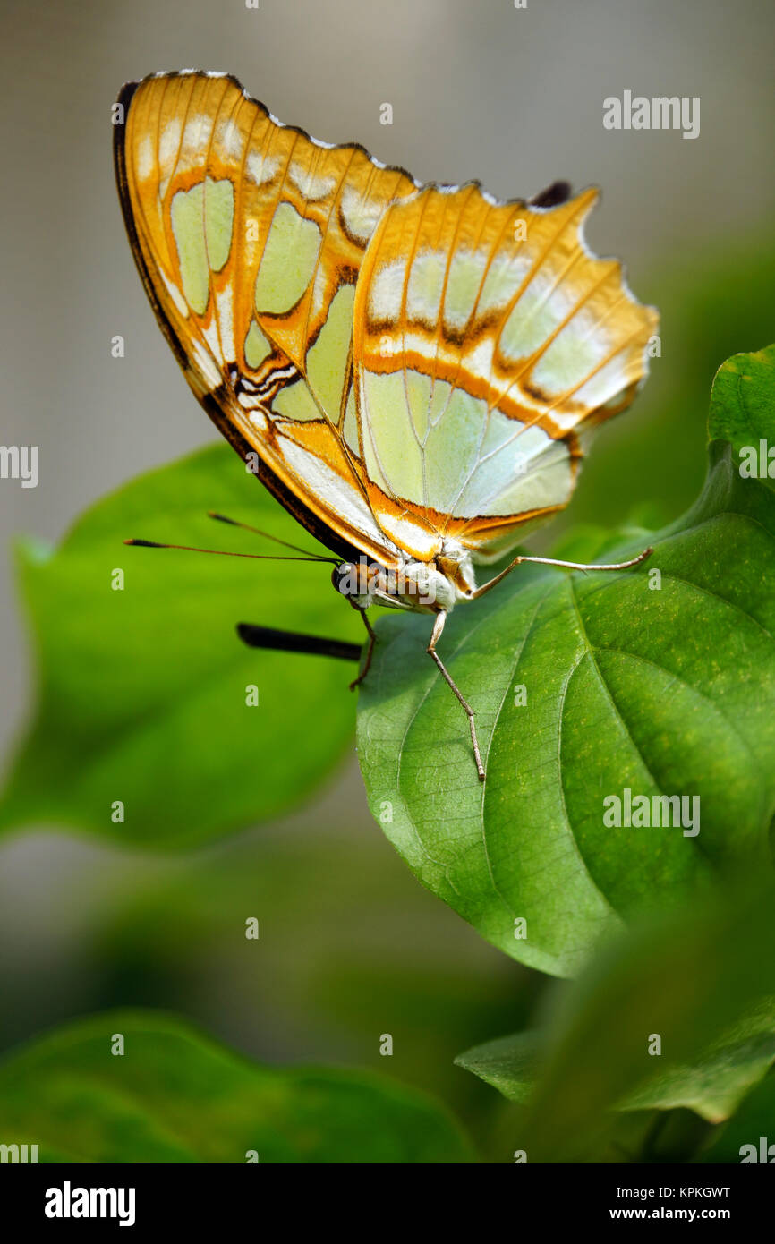 bottom of malachite (siproeta stelenes synonym metamorpha stelenes ...