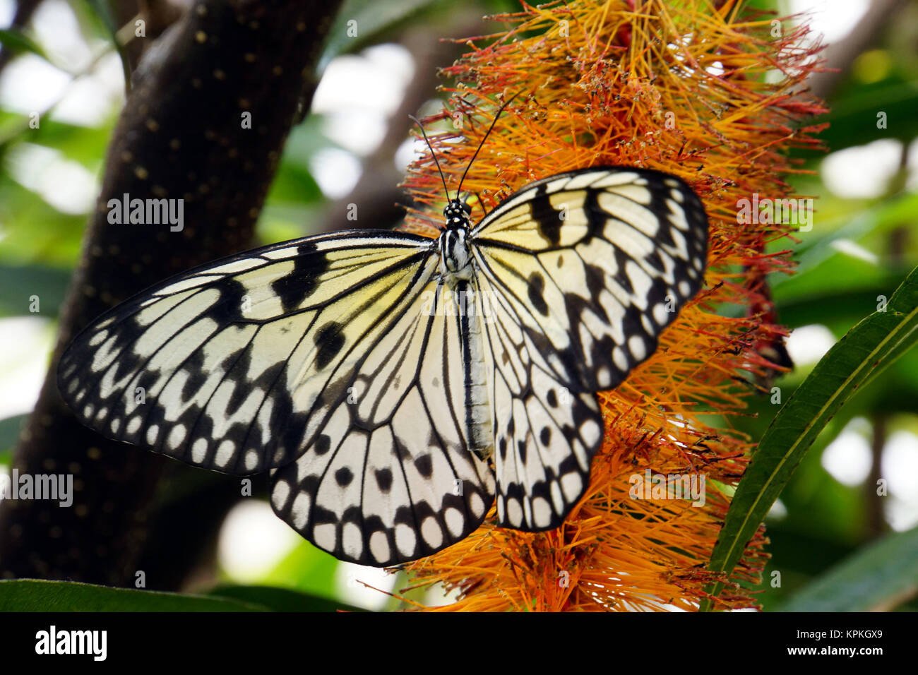 paper kite butterfly (idea leuconoe Stock Photo - Alamy