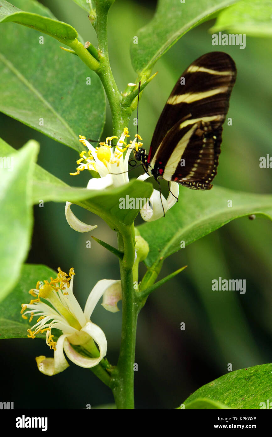 zebra butterfly (heliconius charithonia Stock Photo - Alamy