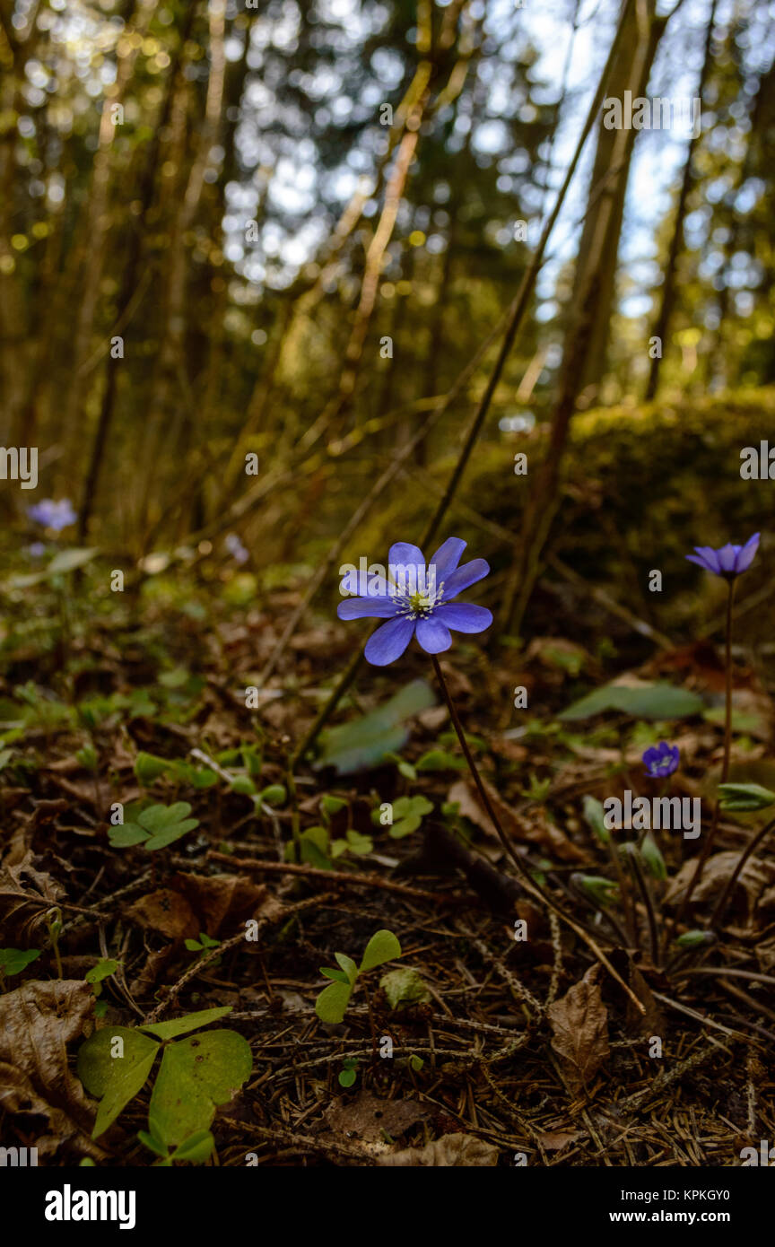 spring in countryside, detail shot. natural environmental detail view ...