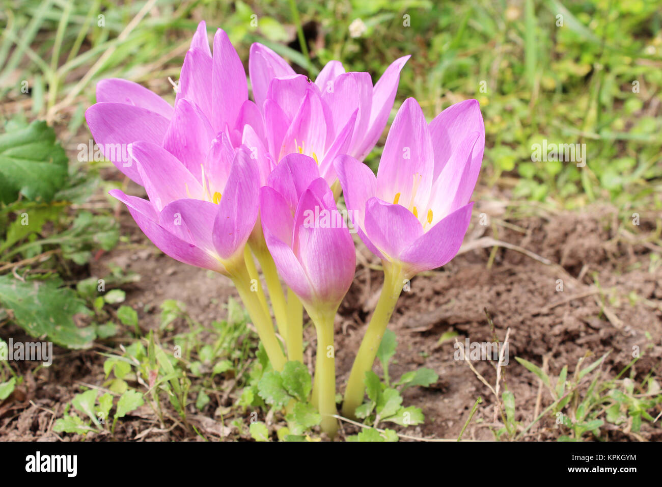 flowers of colchicum autumnale Stock Photo - Alamy