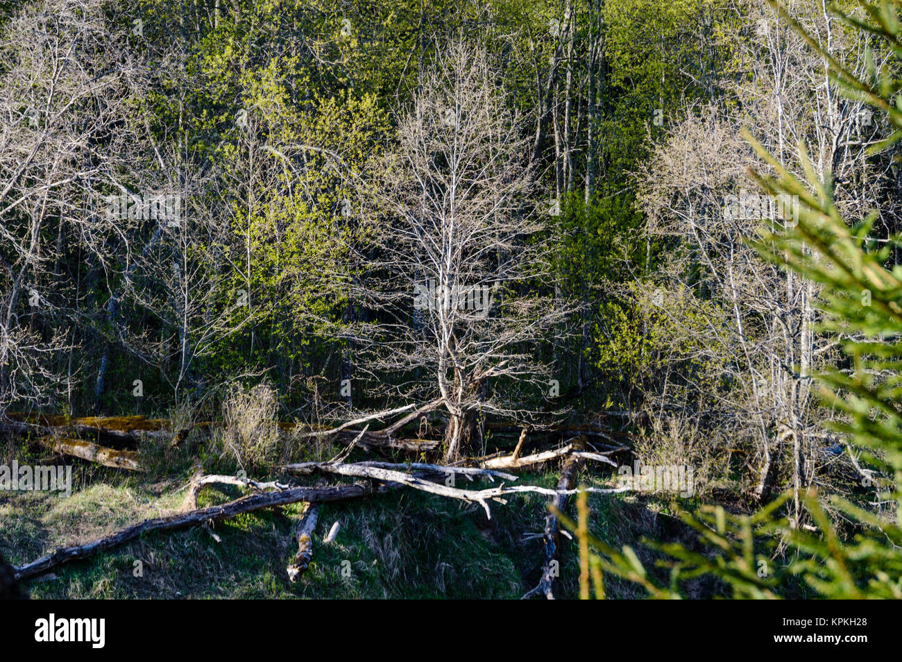 tree trunk textures in natural environment. natural environmental ...
