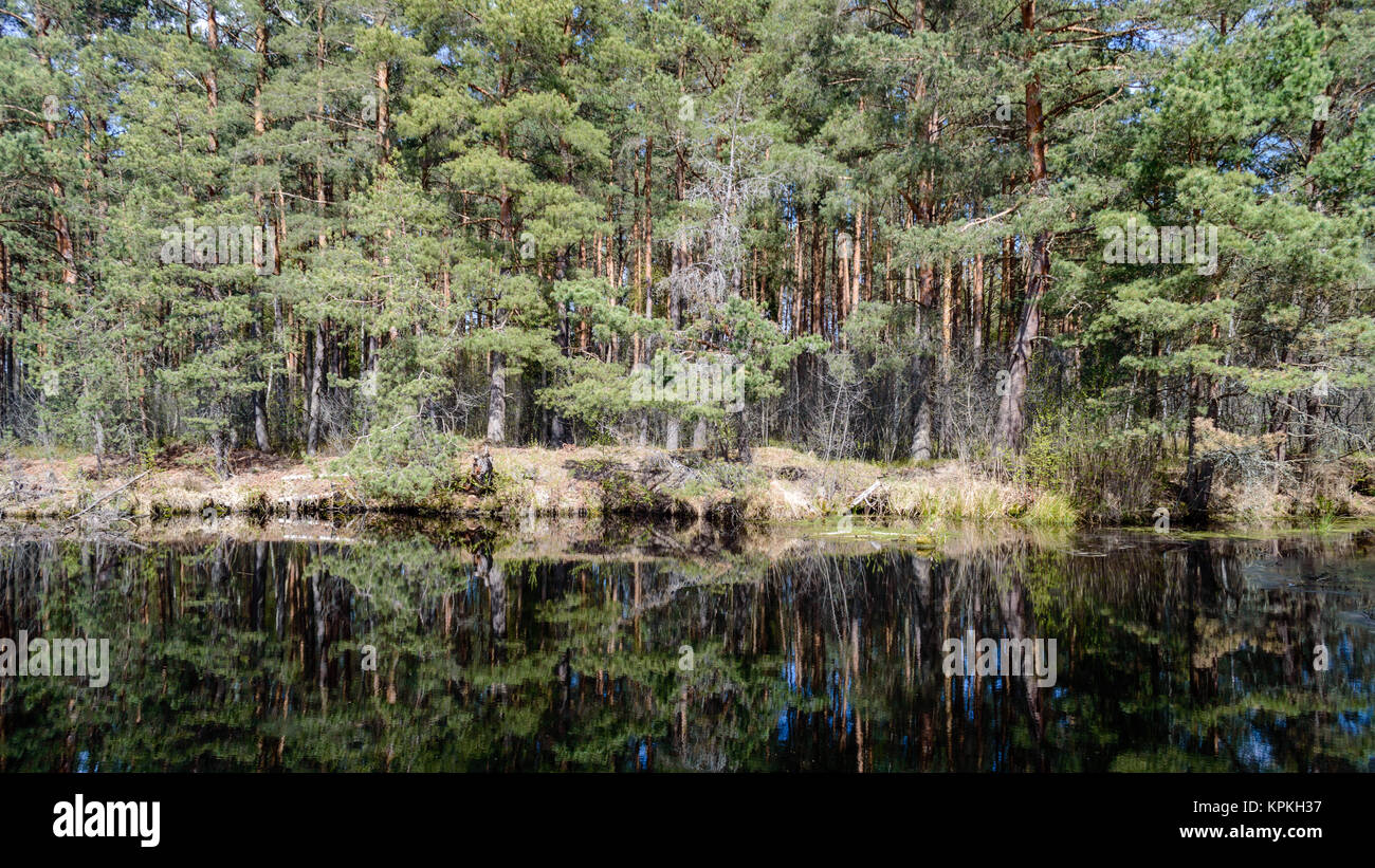 tree trunk textures in natural environment. natural environmental ...