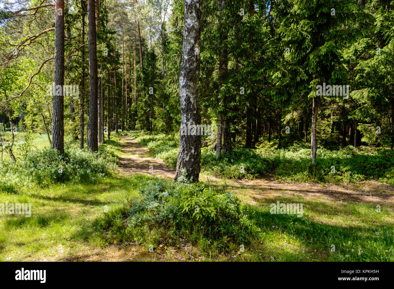 tree trunk textures in natural environment. natural environmental ...