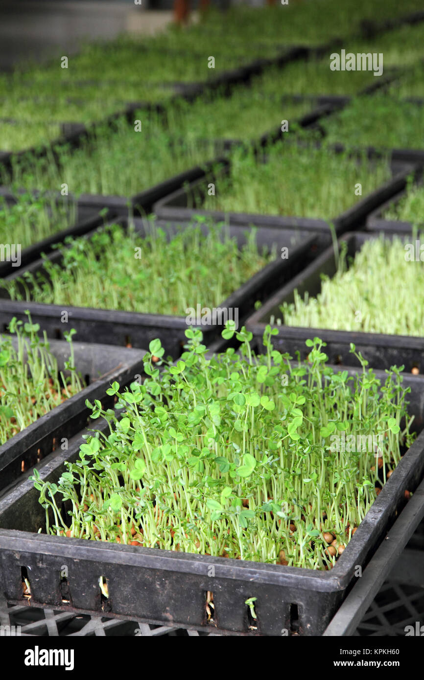 Organic green pea sprout Stock Photo - Alamy
