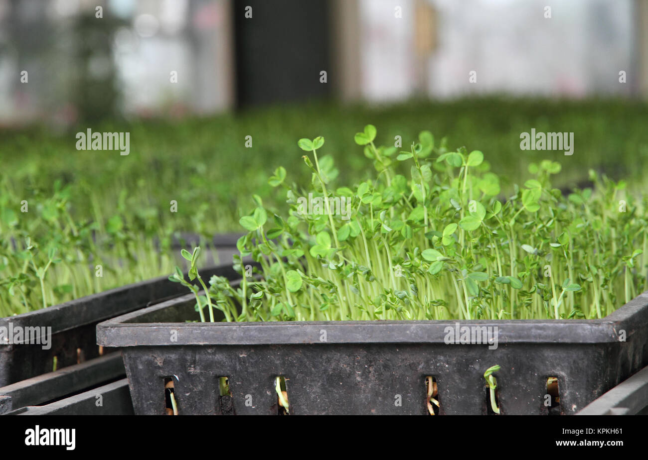 Sprout harvesting hi-res stock photography and images - Alamy