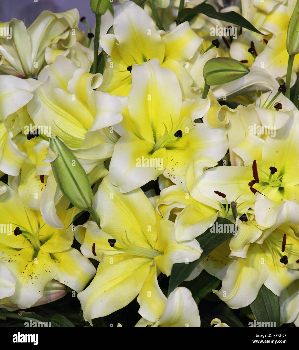Yellow lily flowers background Stock Photo - Alamy