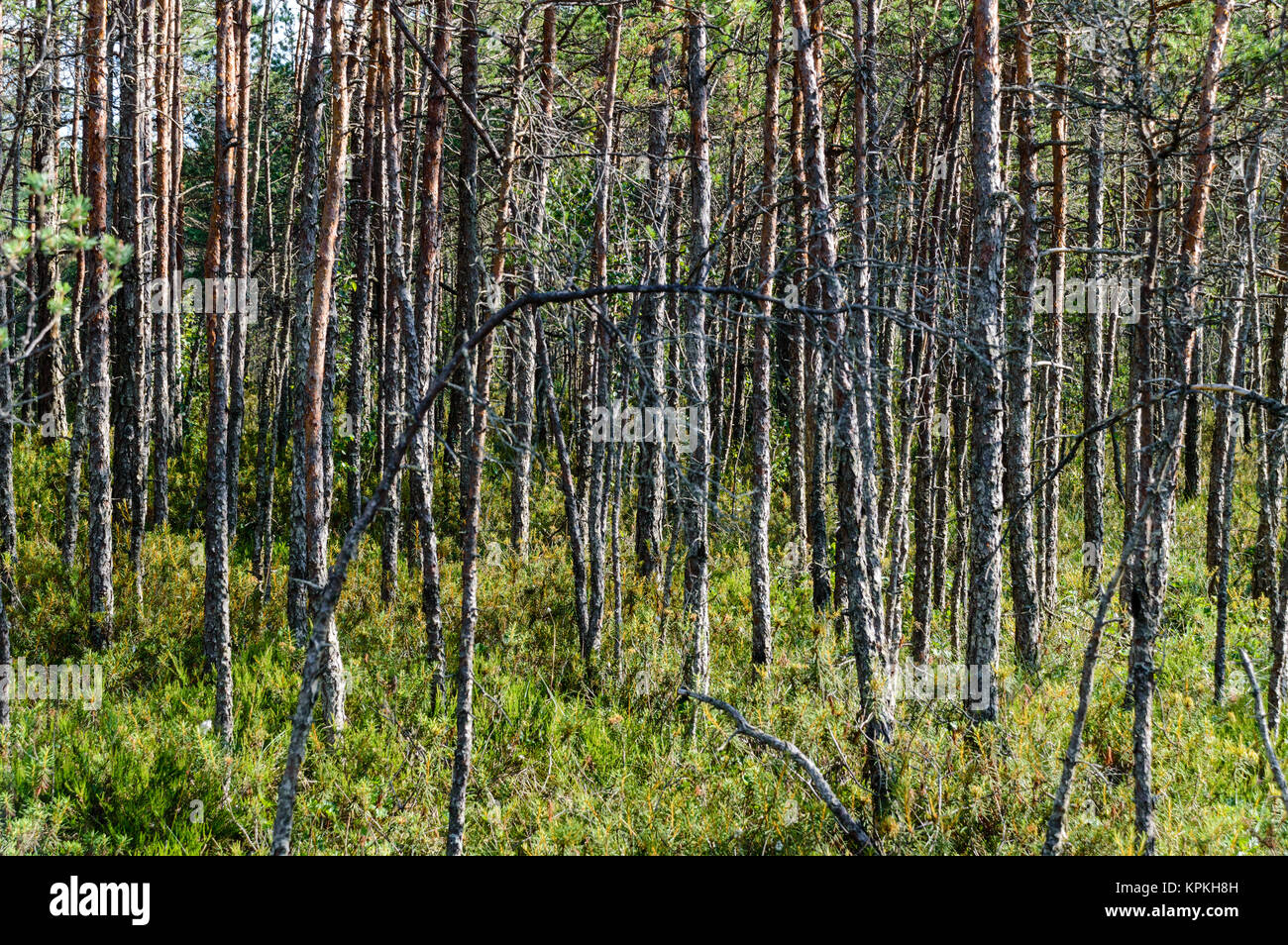 tree trunk textures in natural environment. natural environmental ...
