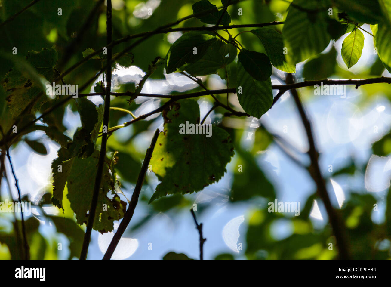 spring leaves lush with blur background. natural environmental detail ...