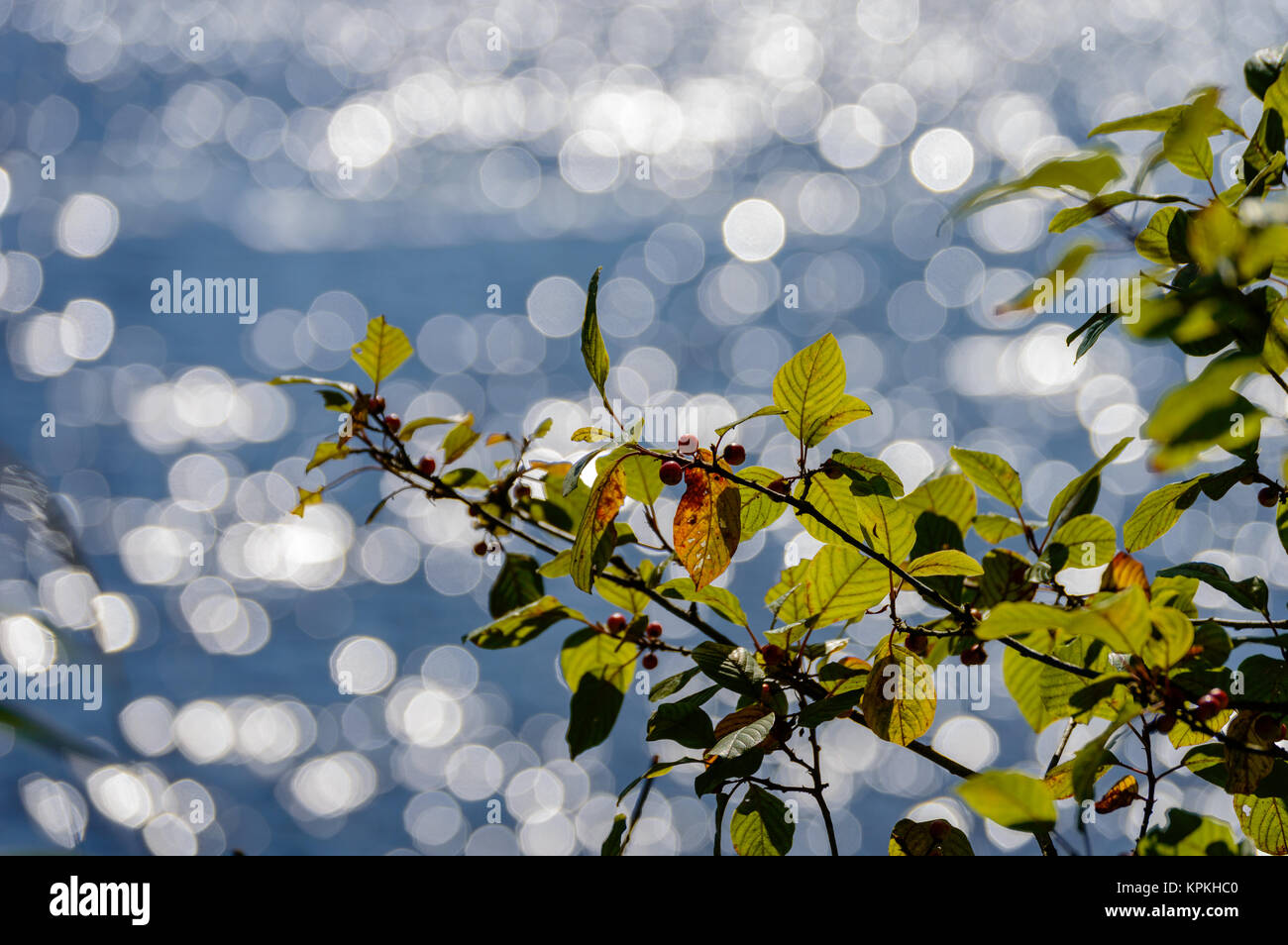 spring leaves lush with blur background. natural environmental detail ...