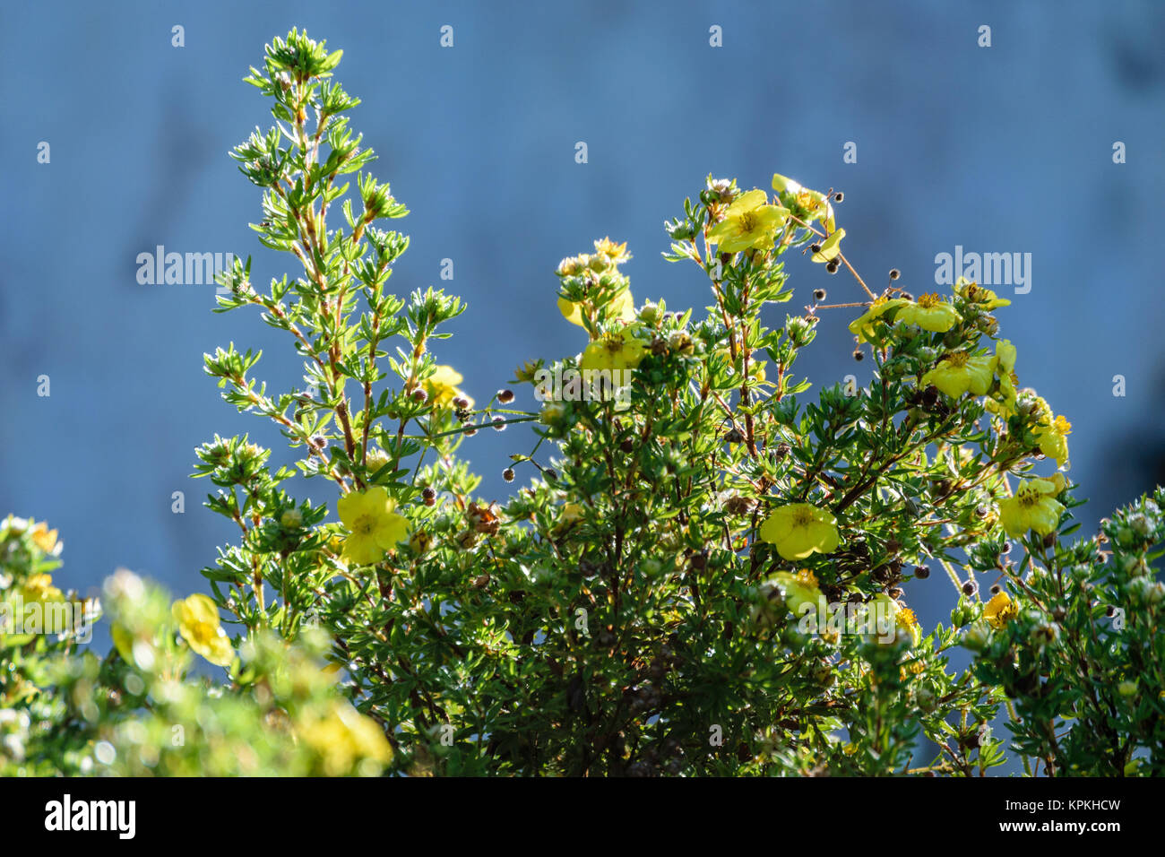 spring leaves lush with blur background. natural environmental detail ...