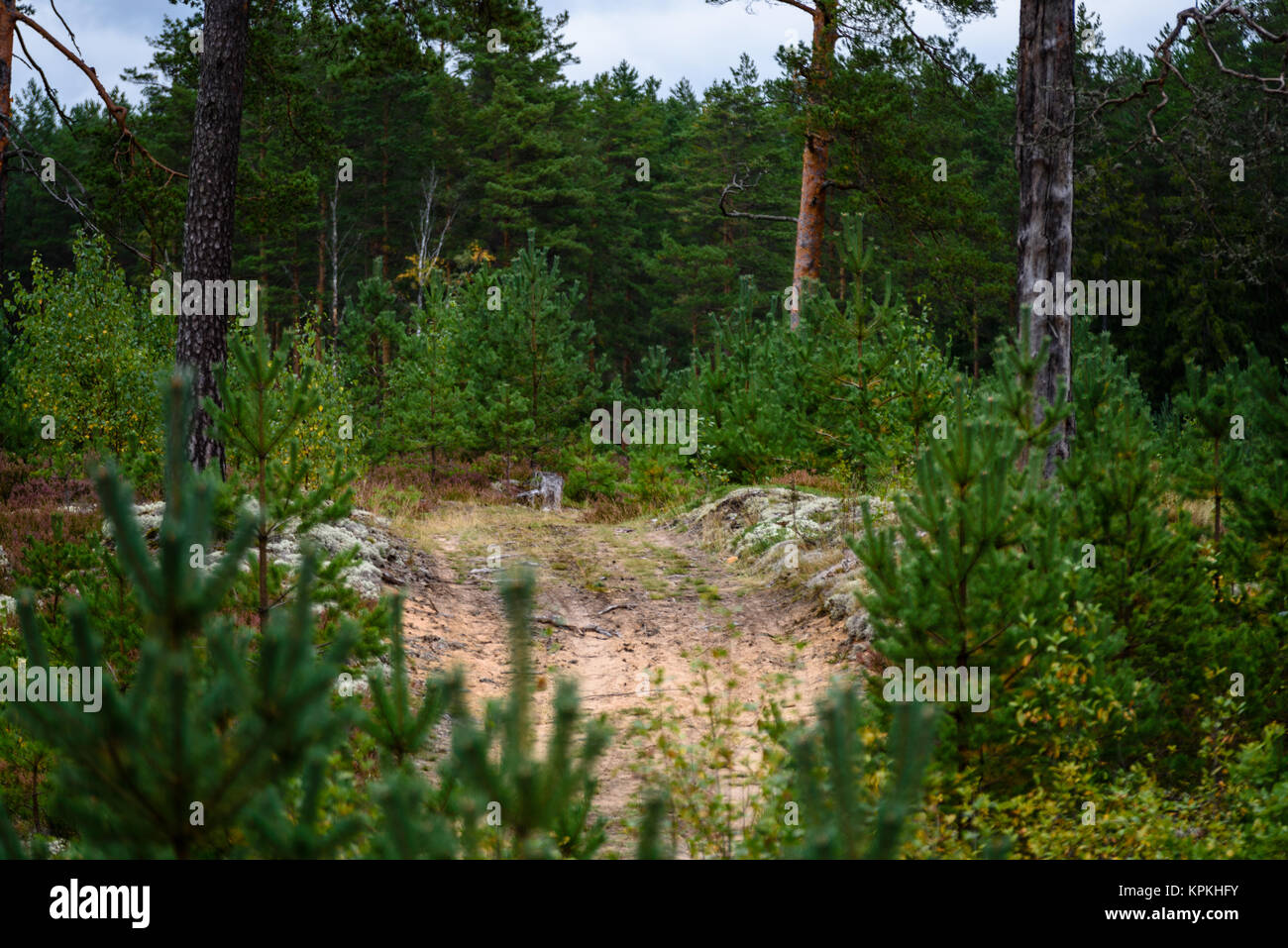 tree trunk textures in natural environment. natural environmental ...