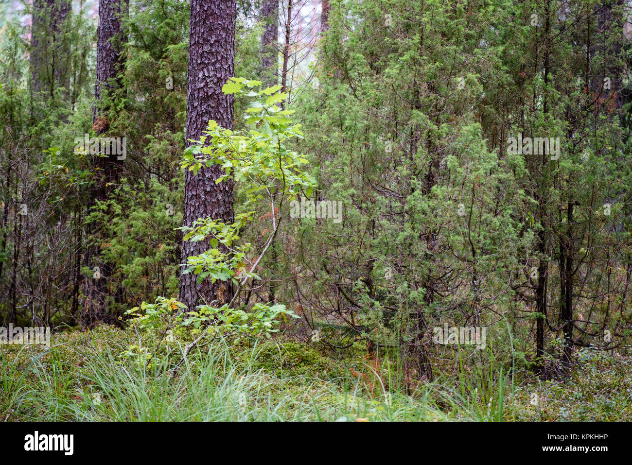 tree trunk textures in natural environment. natural environmental ...