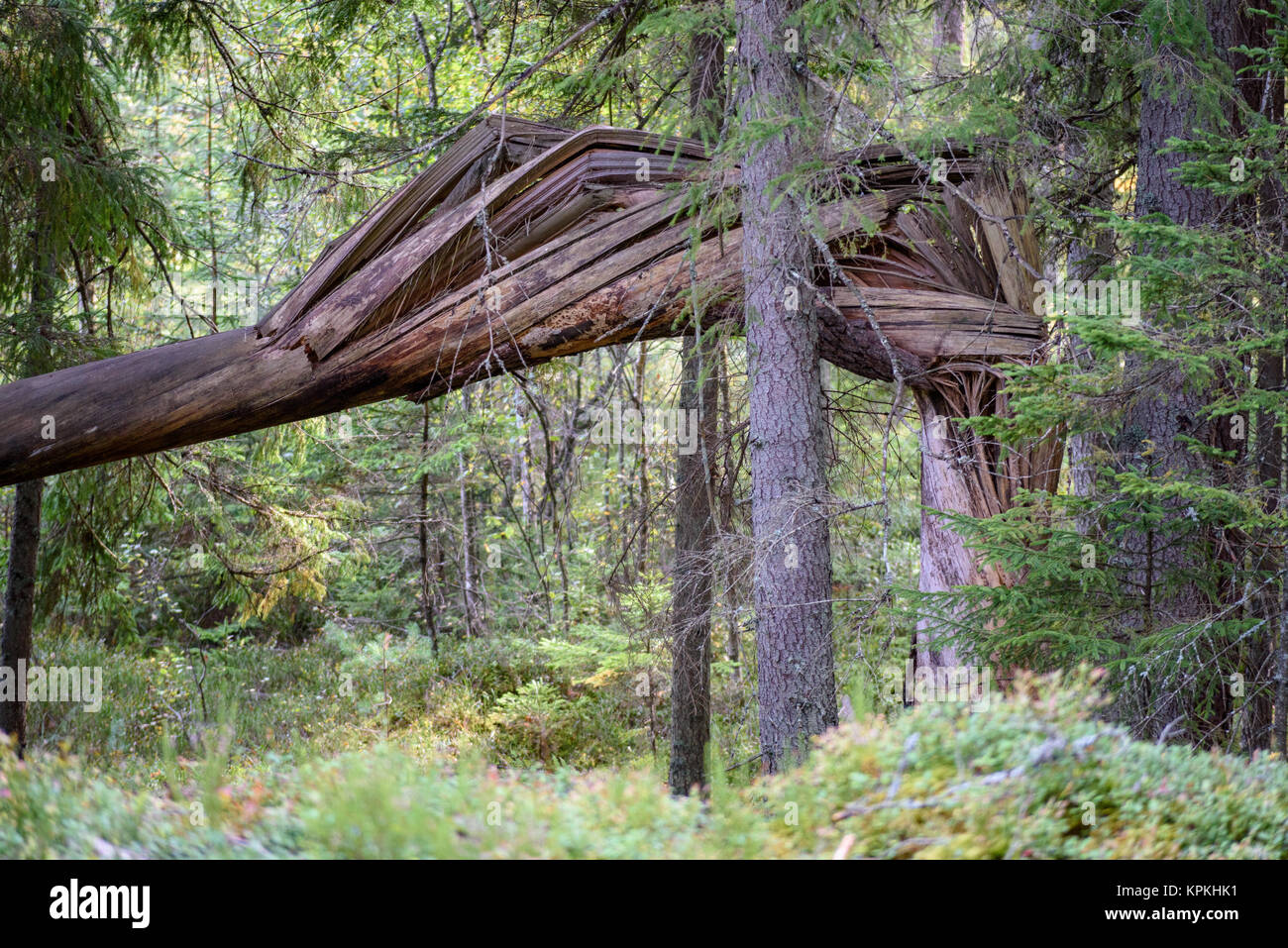 old broken tree stumps in forest in summer. natural environmental ...