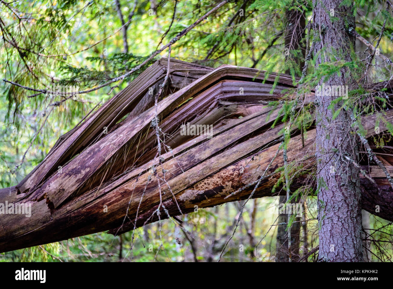 old broken tree stumps in forest in summer. natural environmental ...