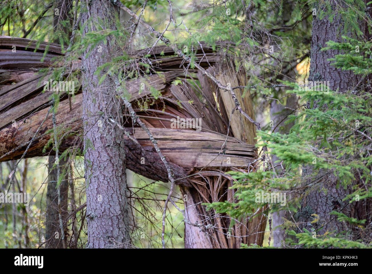 old broken tree stumps in forest in summer. natural environmental ...