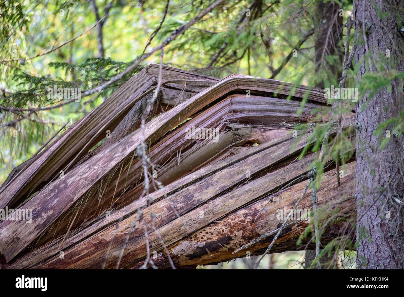 old broken tree stumps in forest in summer. natural environmental ...