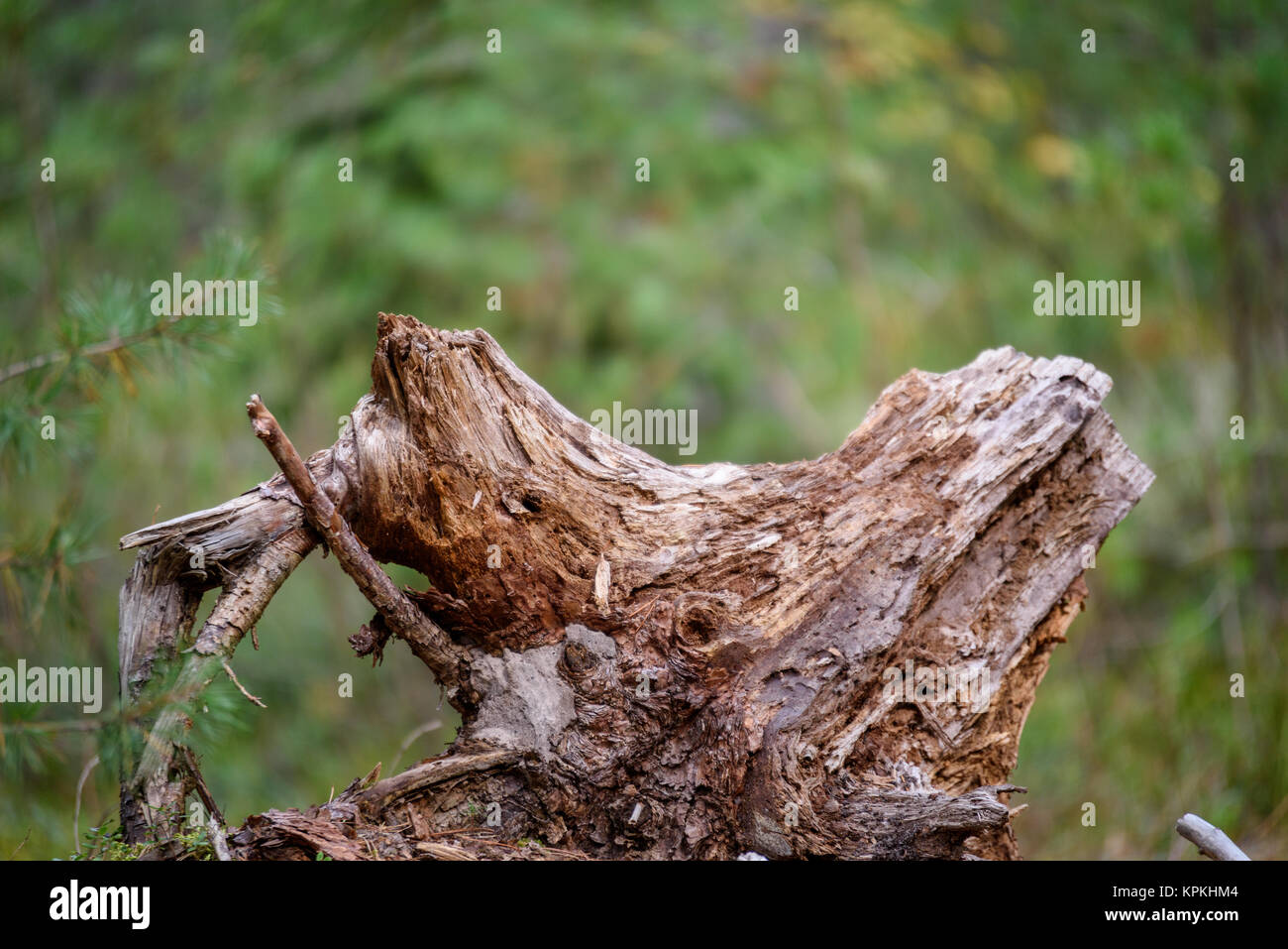 old broken tree stumps in forest in summer. natural environmental ...