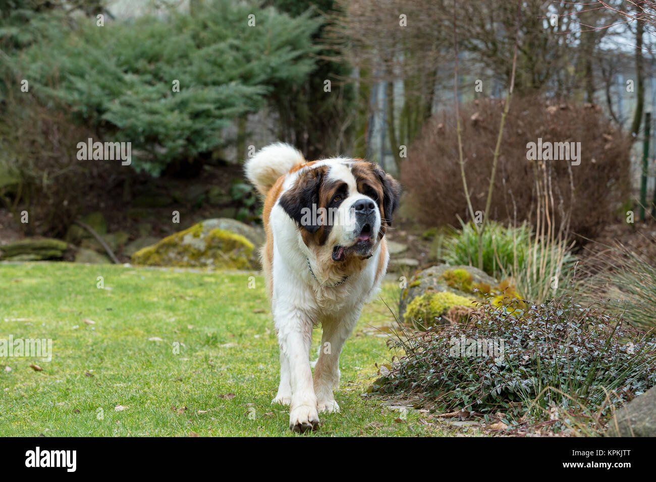 Portrait of a nice St. Bernard dog Stock Photo - Alamy