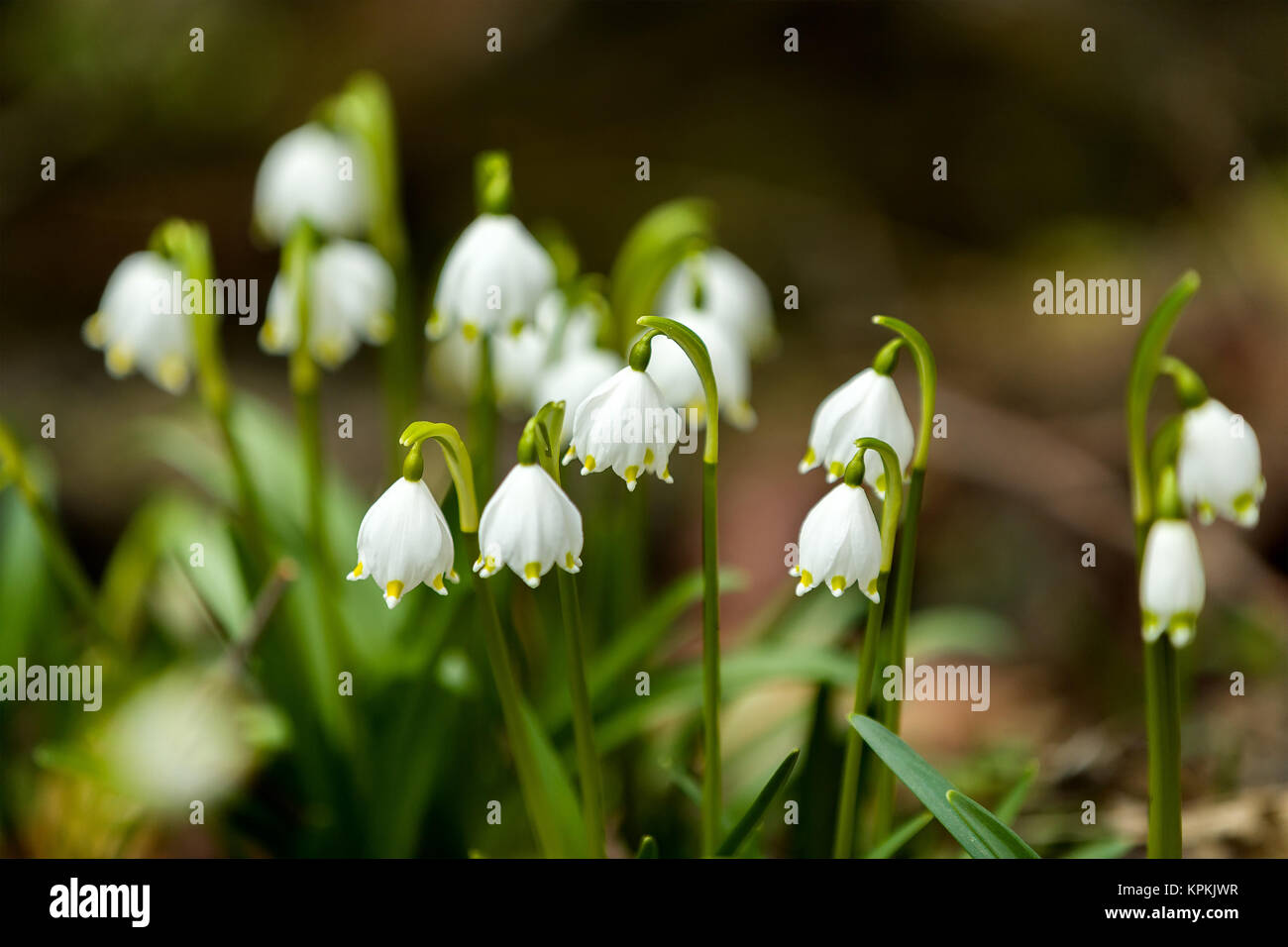 early spring snowflake flowers Stock Photo - Alamy