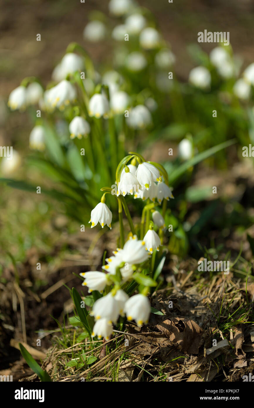 early spring snowflake flowers Stock Photo - Alamy
