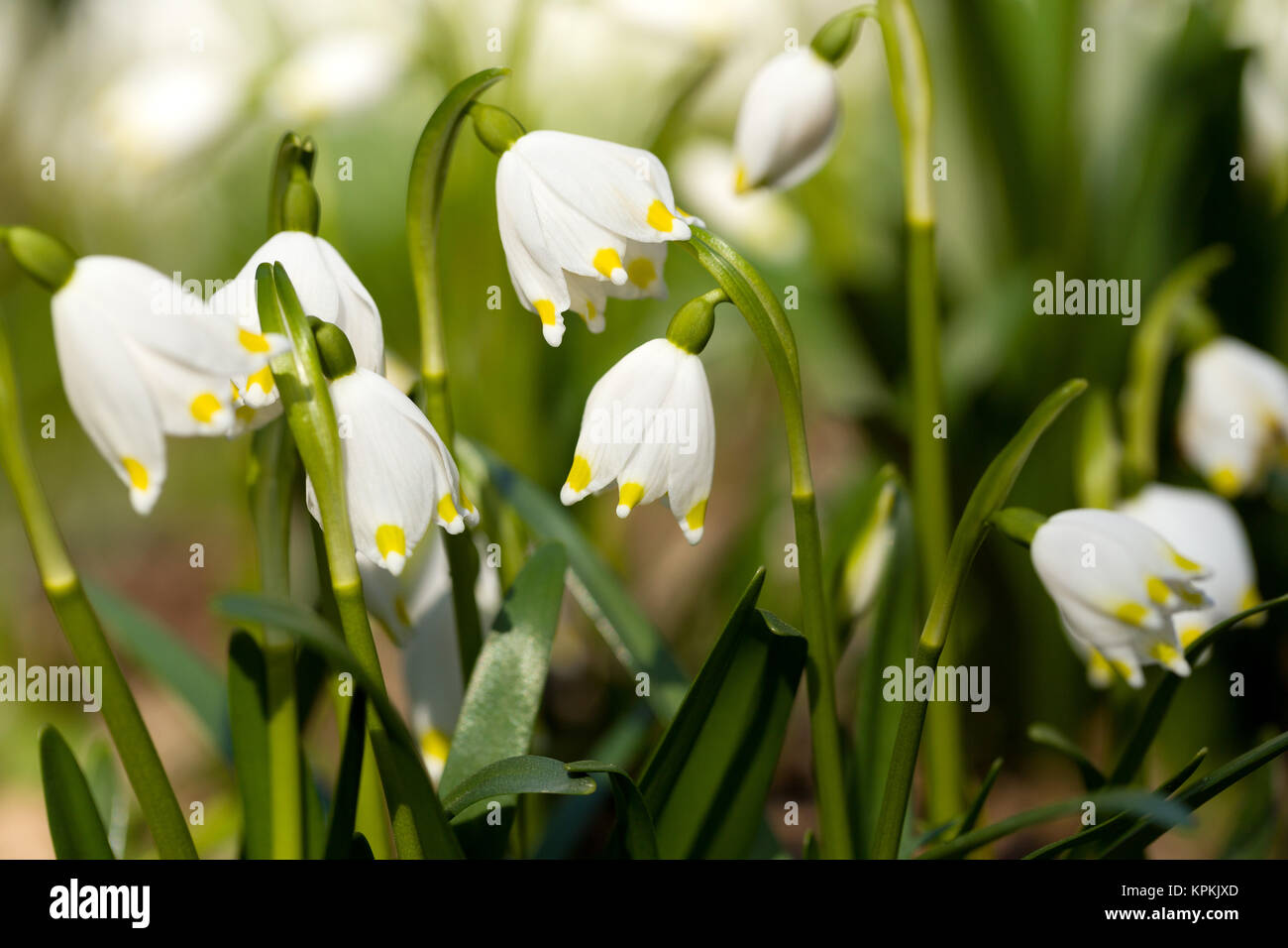 early spring snowflake flowers Stock Photo - Alamy