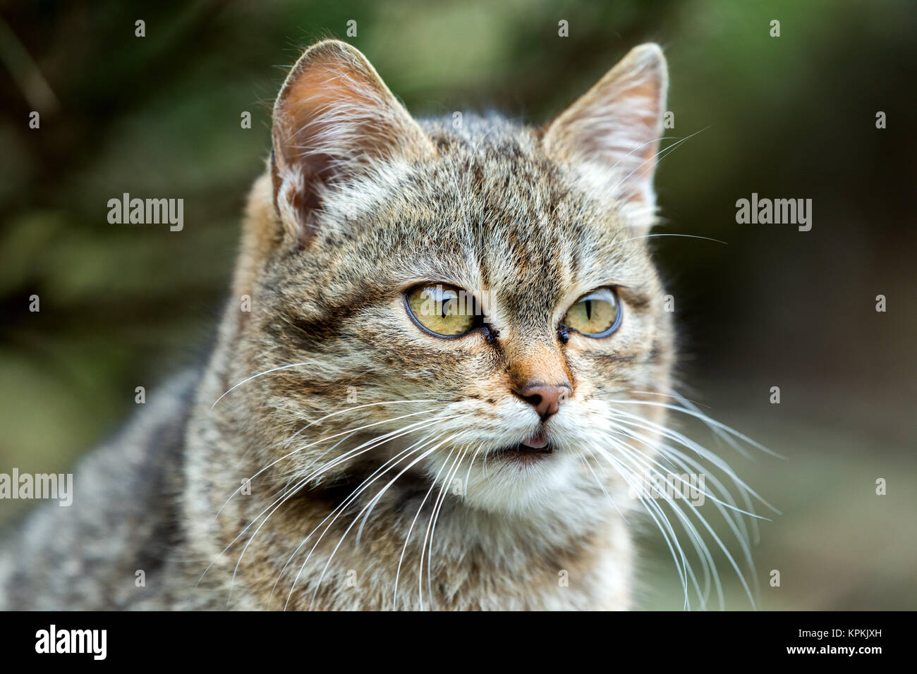 close up cat portrait Stock Photo - Alamy