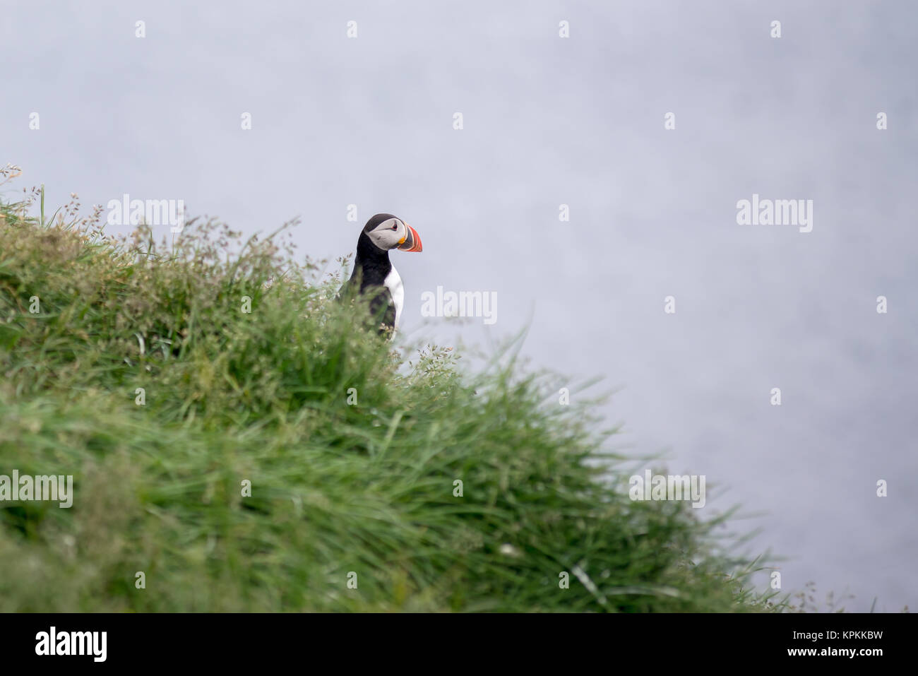 Puffin peeking hi-res stock photography and images - Alamy