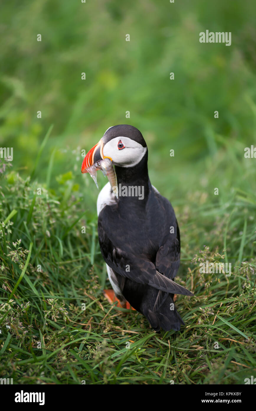 Puffin peeking hi-res stock photography and images - Alamy