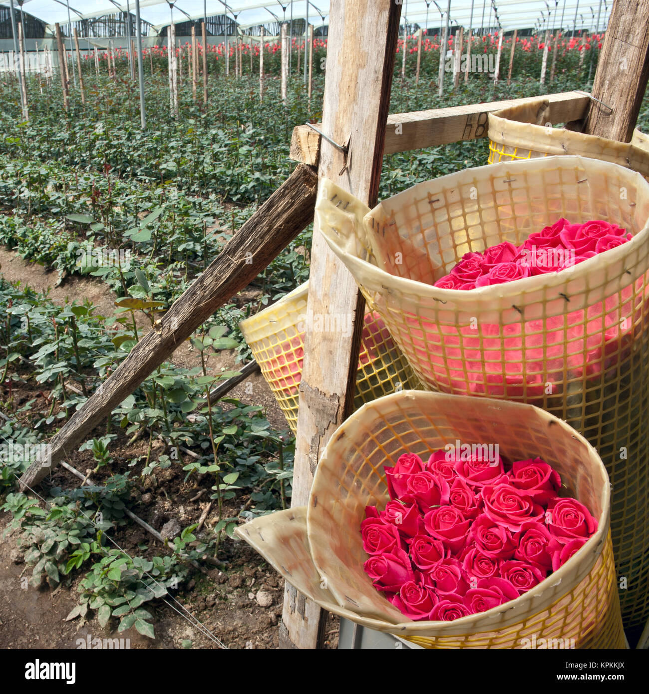 Roses Harvest, plantation in Tumbaco, Cayambe, Ecuador, South America ...