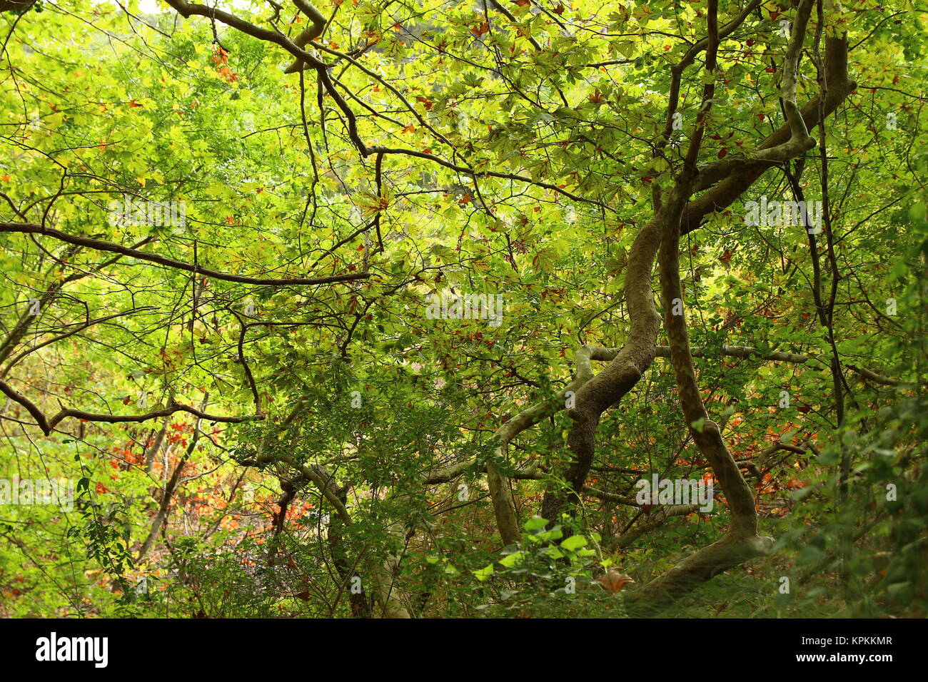 Lush, green foliage by the river Acheron. Plane trees form vein-like ...