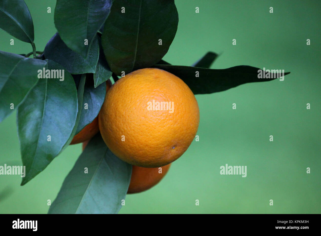 Gewa tree hi-res stock photography and images - Alamy