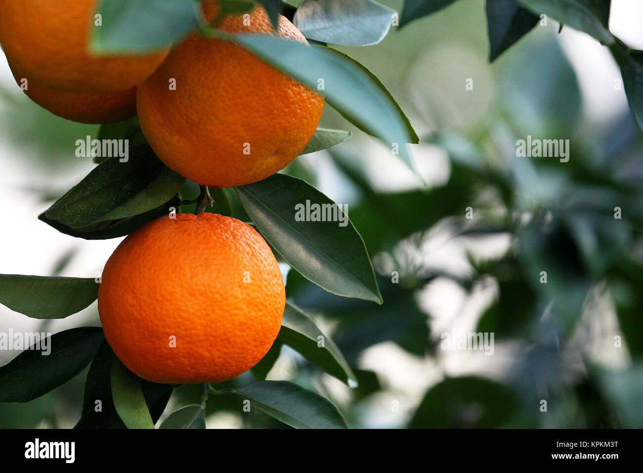 Gewa tree hi-res stock photography and images - Alamy