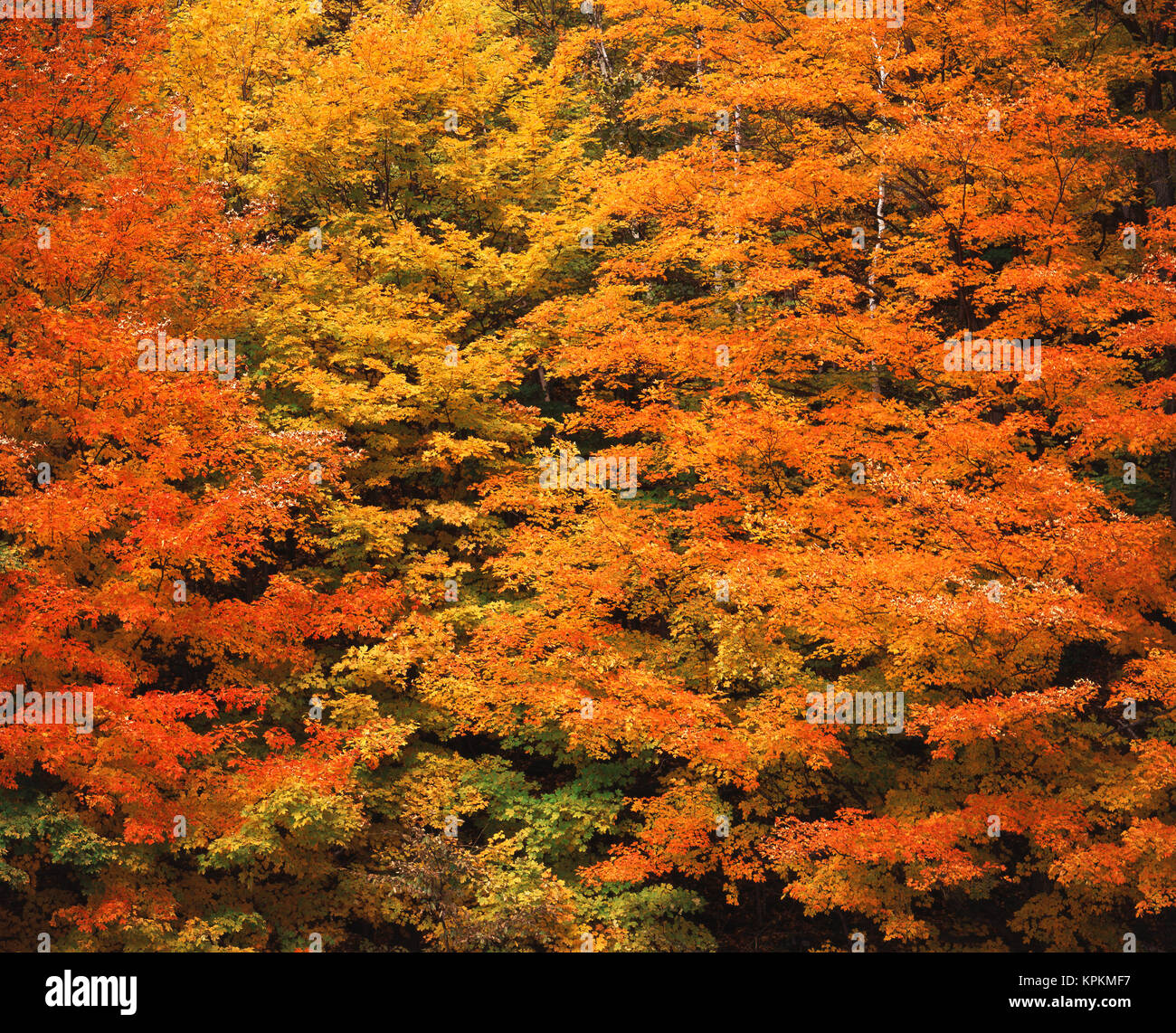 USA, New England, View of autumn forest (Large format sizes available ...
