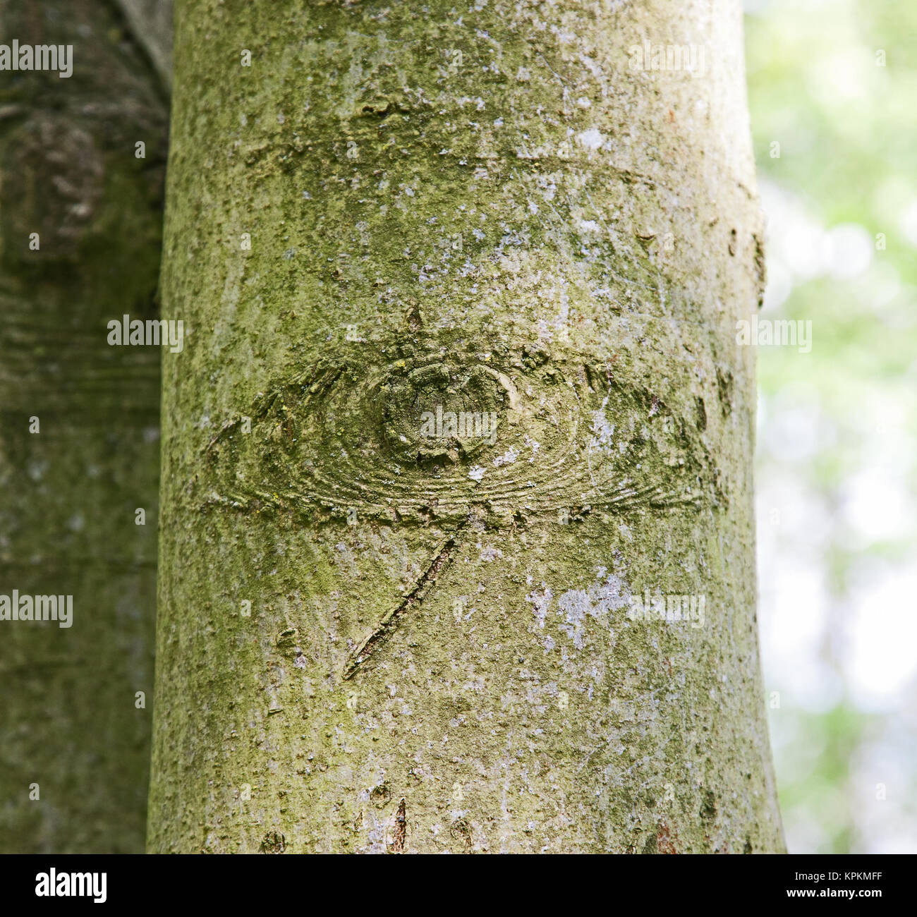 Spooky tree bark hi-res stock photography and images - Alamy