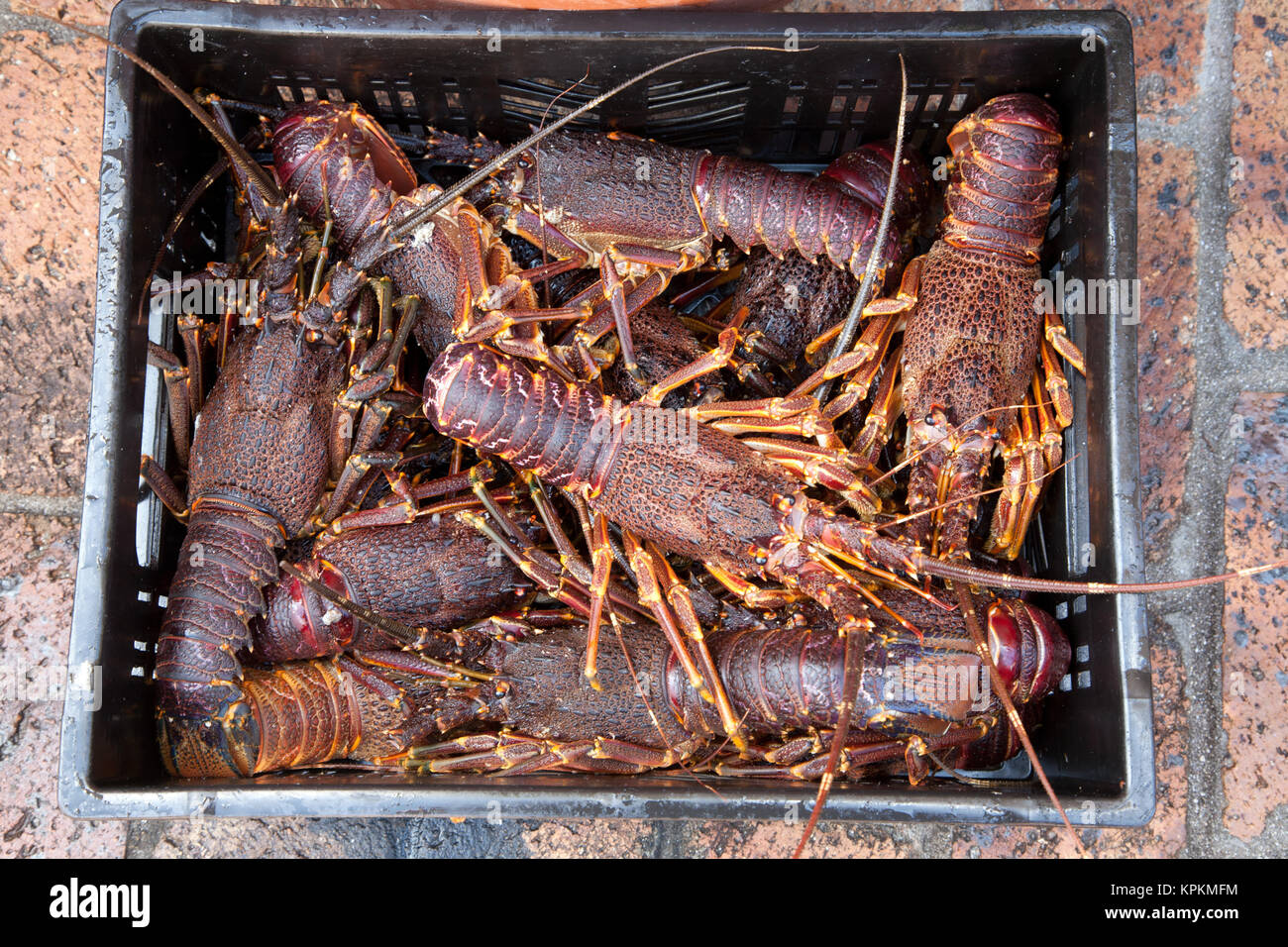Spiny lobsters, crayfish, or "kreef" caught and ready to be cooked ...