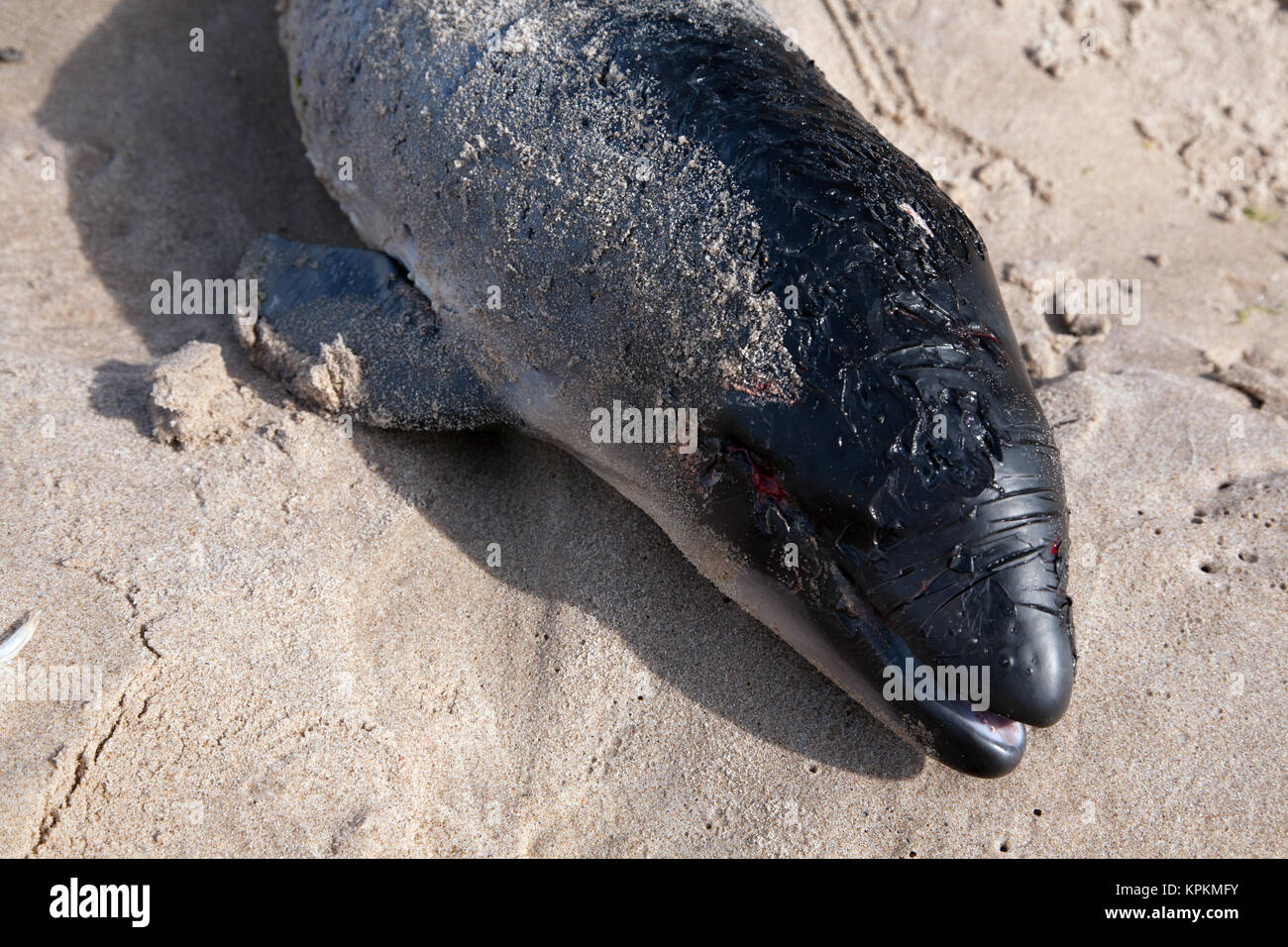 Phocoenidae hi-res stock photography and images - Alamy