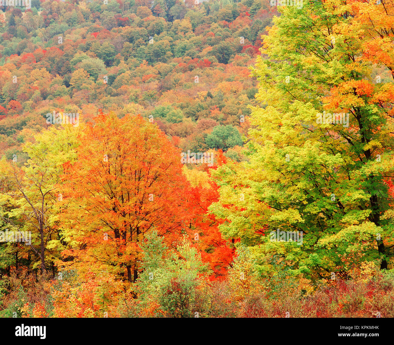 USA, New England, Tree area in autumn (Large format sizes available ...