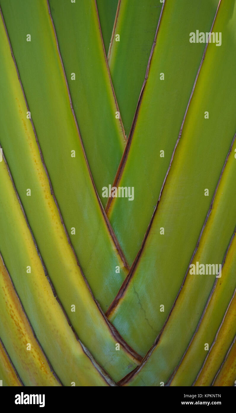 Trunk of Palm Tree Stock Photo - Alamy