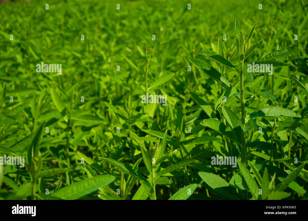 Tree Nature, Depth Of Field Stock Photo - Alamy