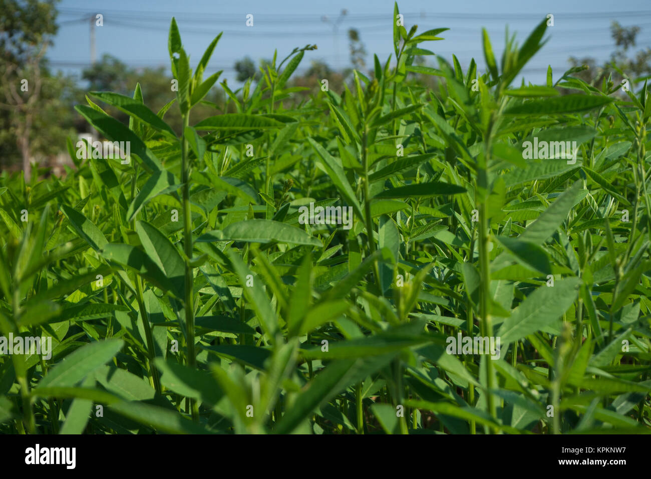 Tree Nature, Depth Of Field Stock Photo - Alamy