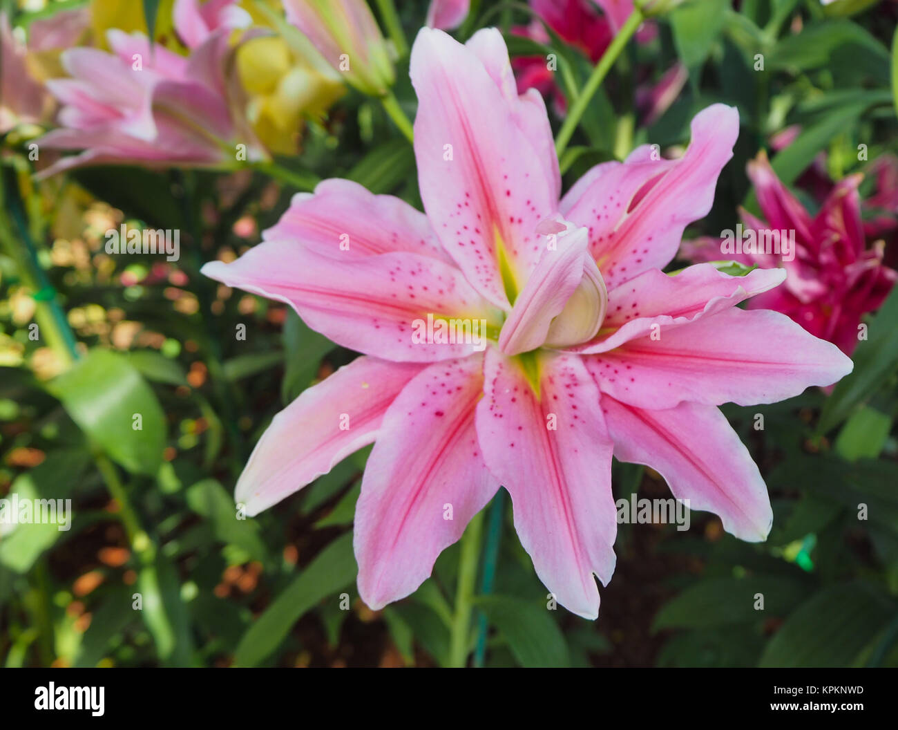 Pink soft of lily Stock Photo - Alamy