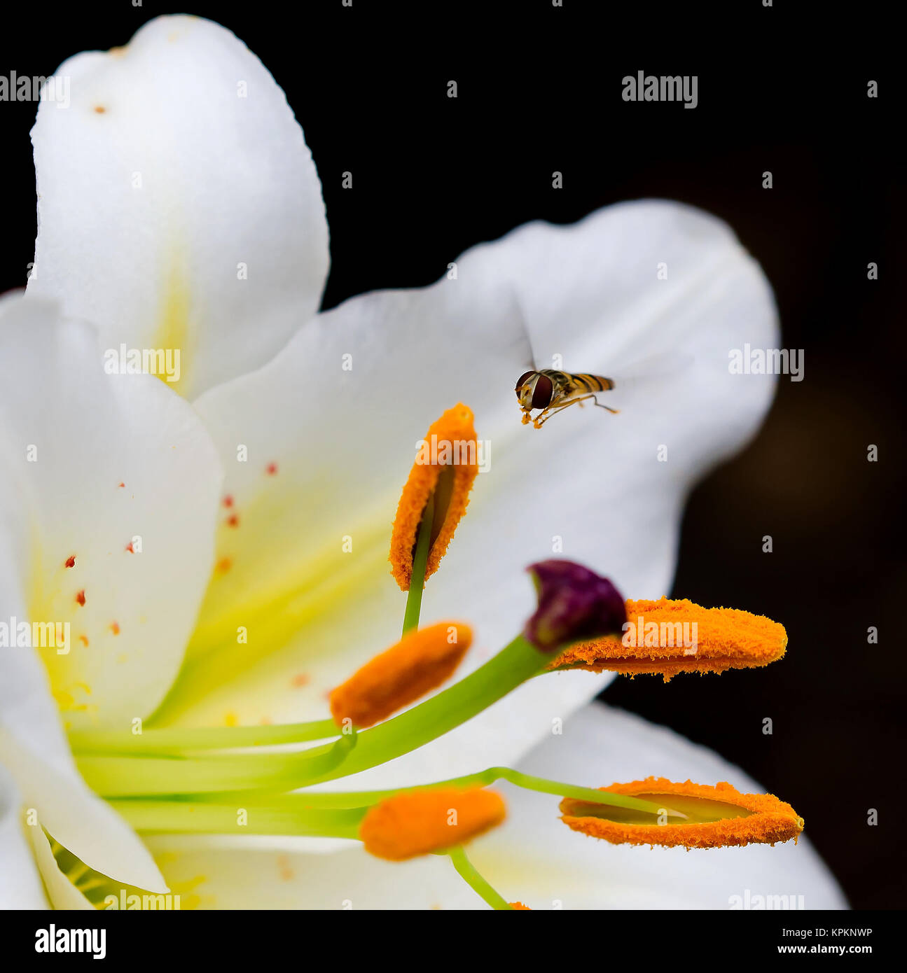 hoverfly front of white lilies bloom during collecting pollen Stock ...