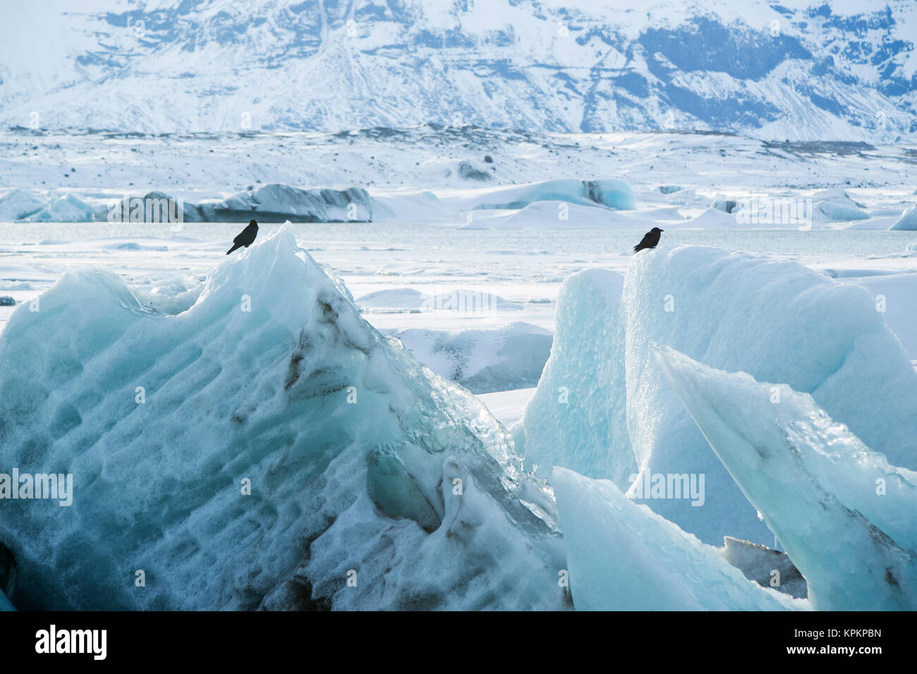 Sit on an ice floe hi-res stock photography and images - Alamy