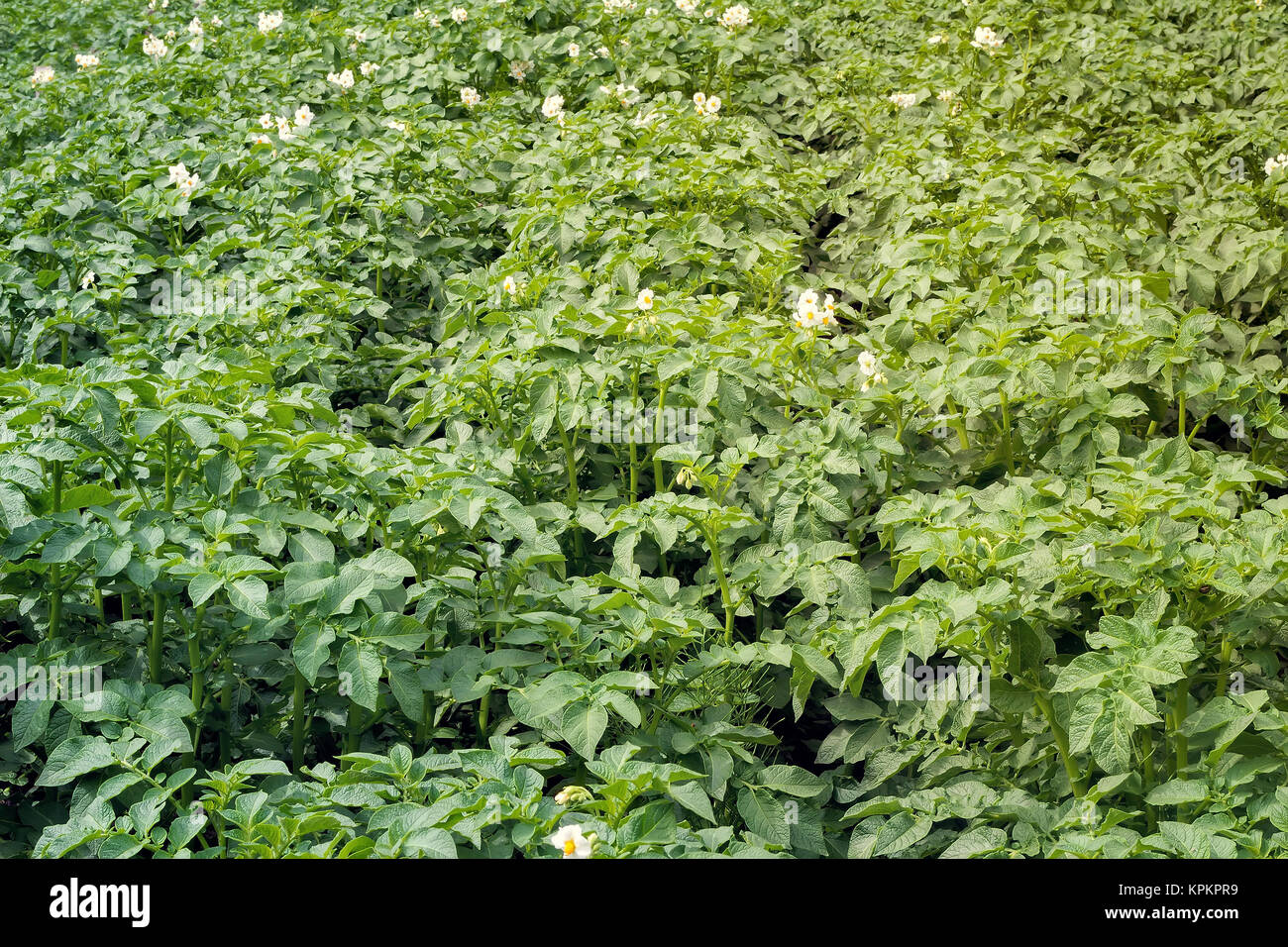 Vegetable garden with flowering potato plants Stock Photo - Alamy