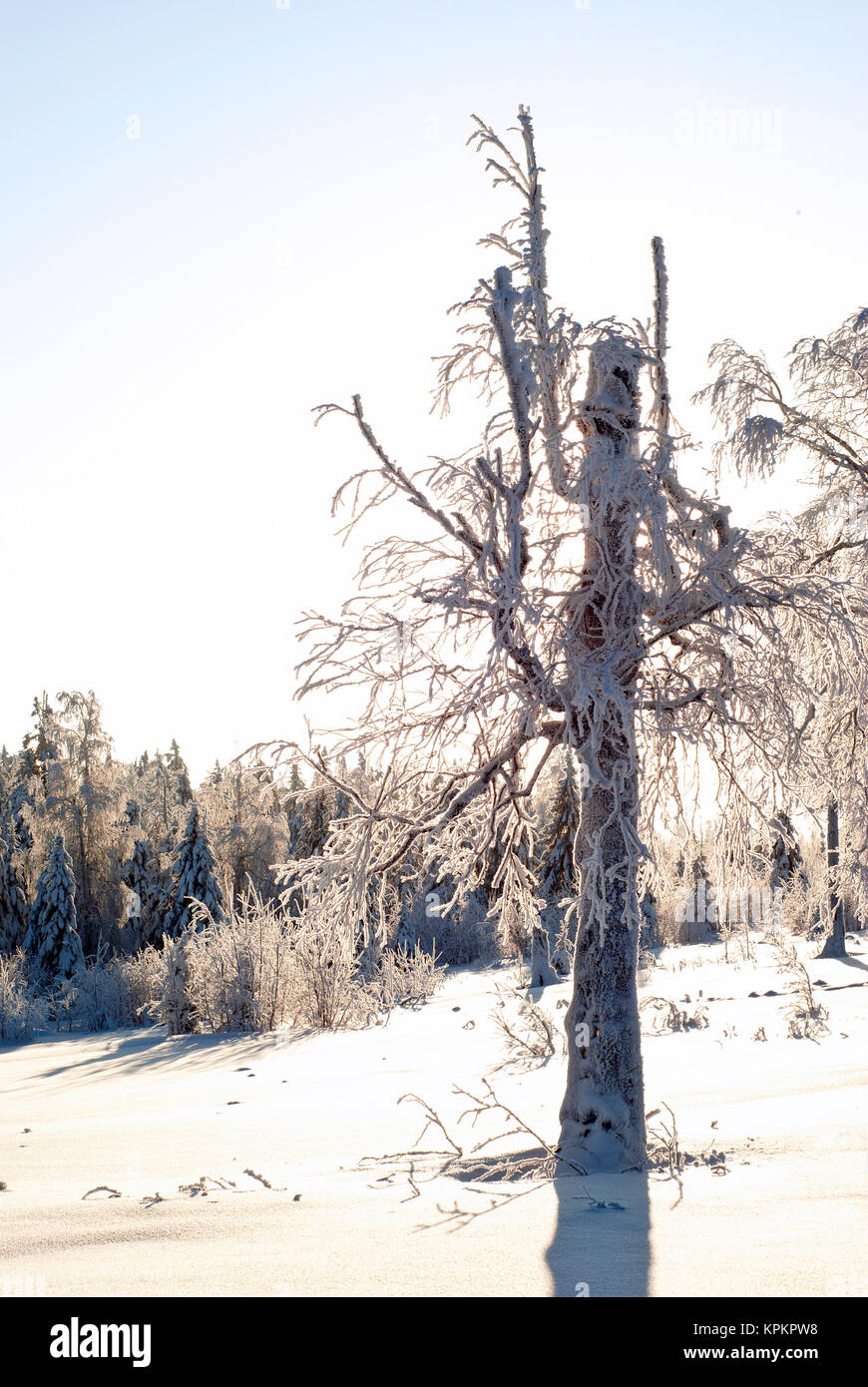 a bizarre tree in the sunlit snowy winter clearing in the mountain ...