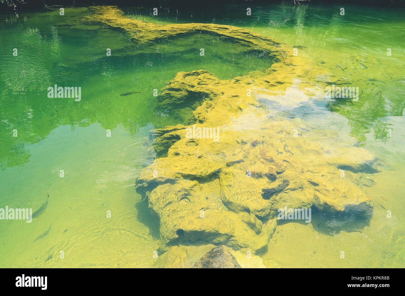 Rock formations at the bottom of a river with transparent green water ...